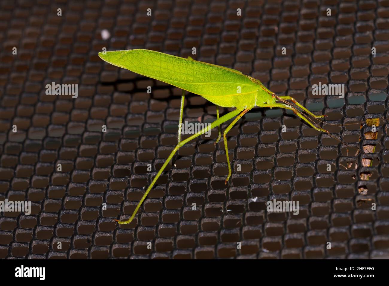Katydid tettigoniidae Banque de photographies et d’images à haute ...
