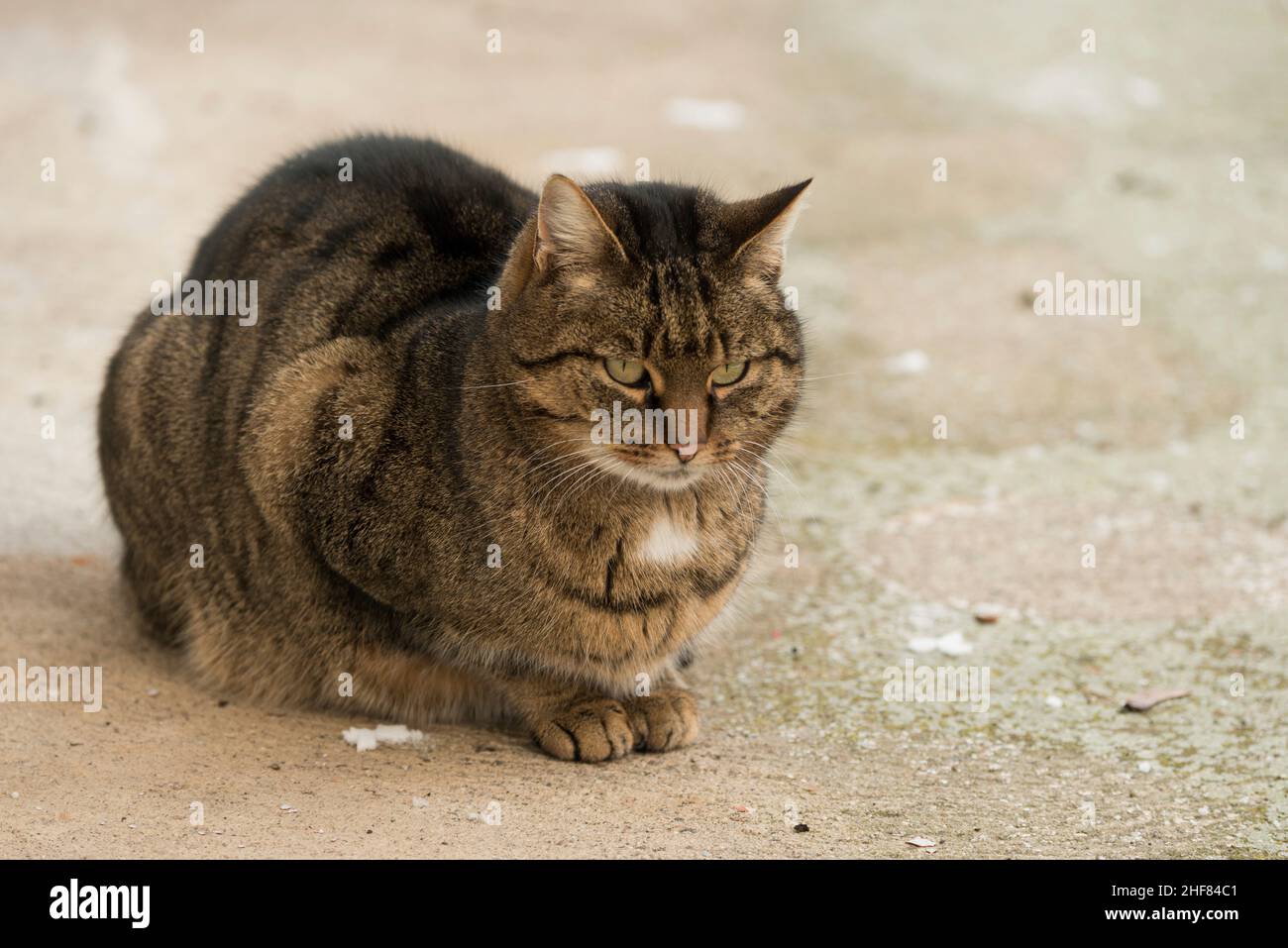 Pet sitting Banque de photographies et d’images à haute résolution - Alamy