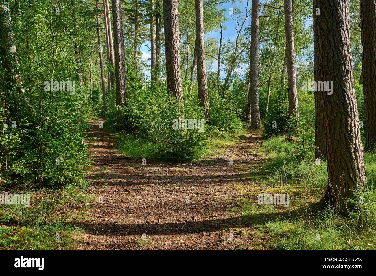 Sentier forestier, sentier, fourche dans la route, forêt de conifères ...
