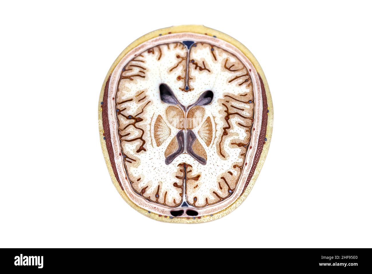 Anatomia del cuerpo humano Banque de photographies et d’images à haute ...