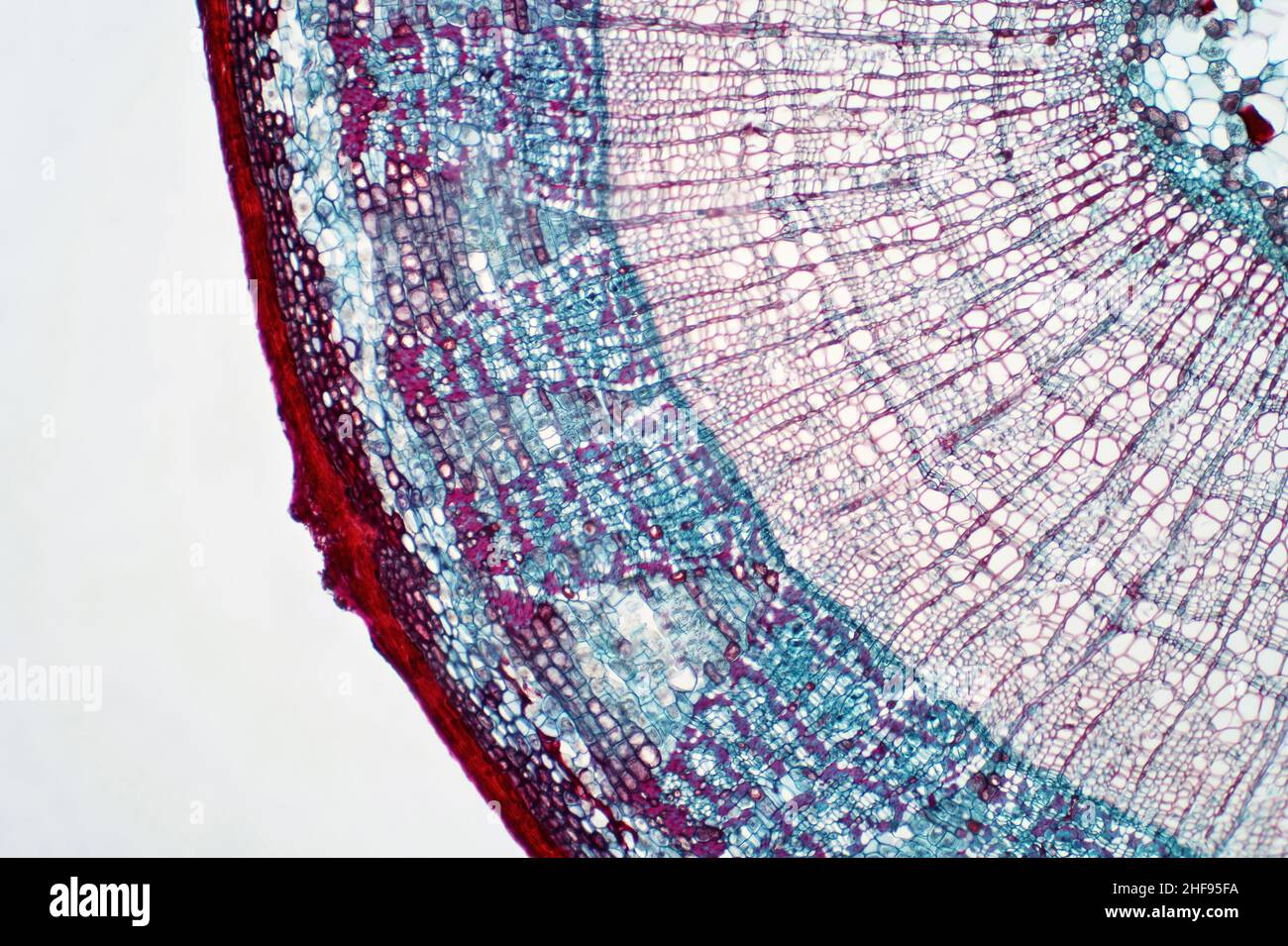 Microscope xylem stem phloem Banque de photographies et d’images à ...