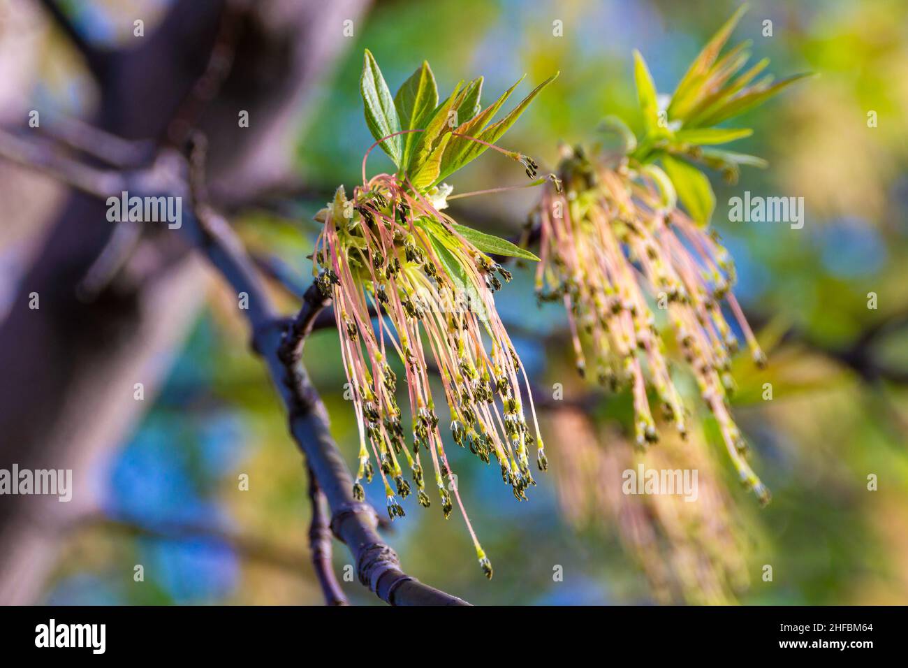 Maladies allergiques Banque de photographies et d’images à haute ...