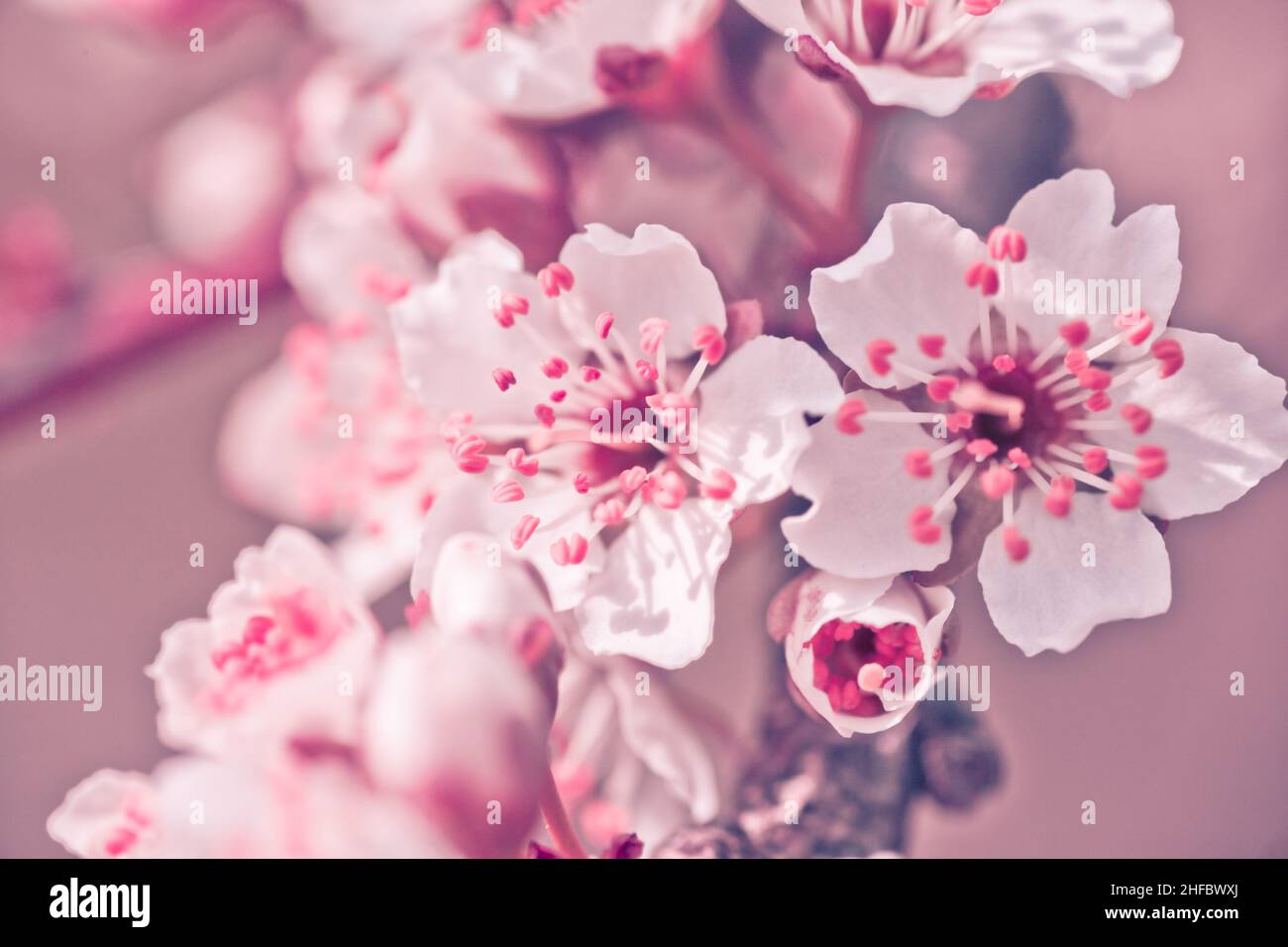 Fleurs de prune de cerisier ou de Myrobalan (Prunus cerasifera) qui ...