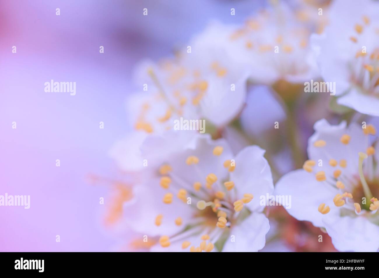 Fleurs de prune de cerisier ou de Myrobalan (Prunus cerasifera) qui ...