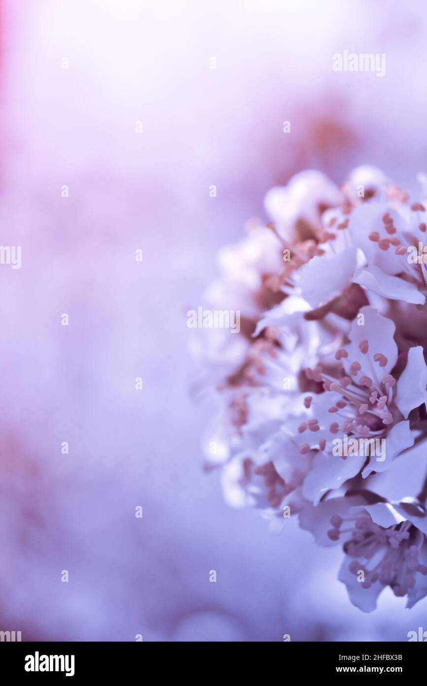 Fleurs de prune de cerisier ou de Myrobalan (Prunus cerasifera) qui ...