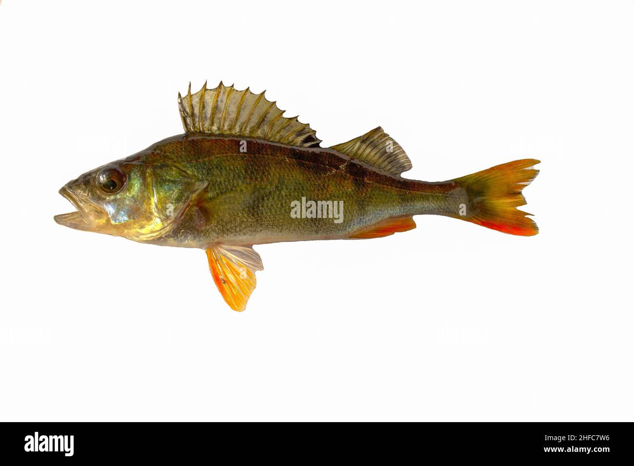 Poisson perche vivant Banque de photographies et d’images à haute ...