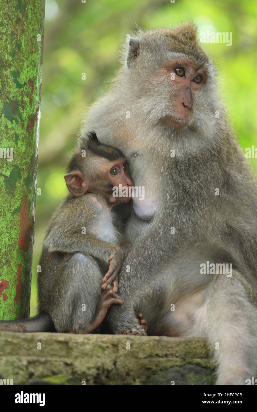 Forêtde singes sangeh Banque de photographies et d’images à haute ...