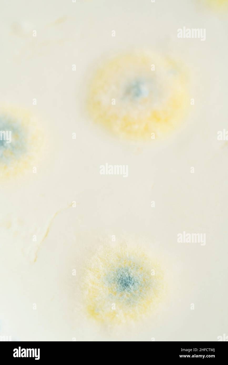 De moisi Banque de photographies et d’images à haute résolution - Alamy