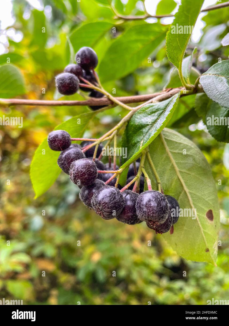 Le chois noir (Aronia melanocarpa) est une espèce d'arbustes de la ...