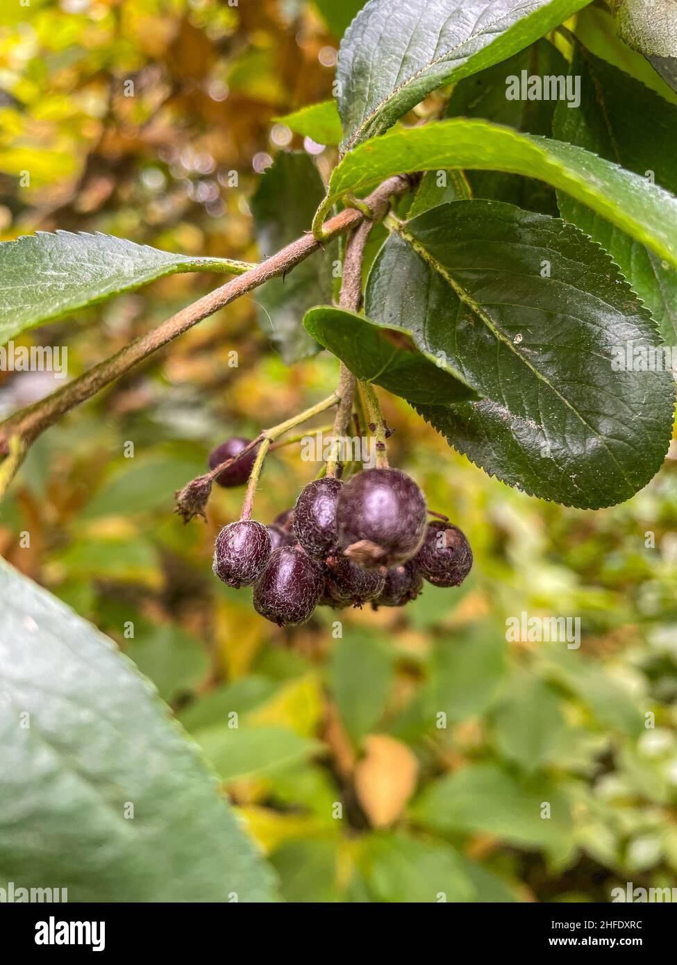 Le chois noir (Aronia melanocarpa) est une espèce d'arbustes de la ...