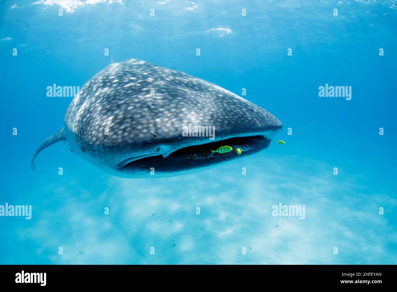 Requin baleine et poisson pilote Banque de photographies et d’images à ...