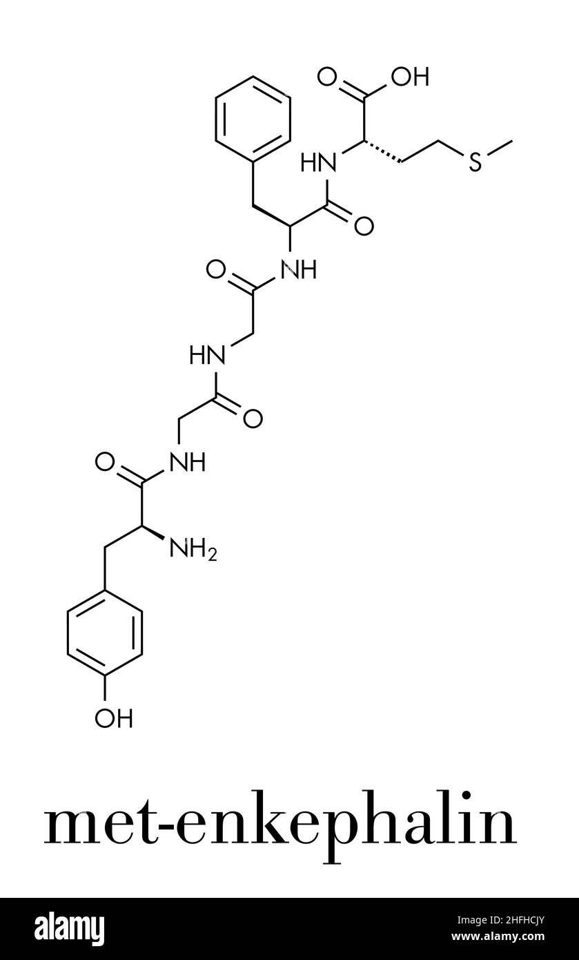 La Met-enképhaline peptide opioïde endogène molécule. Formule ...