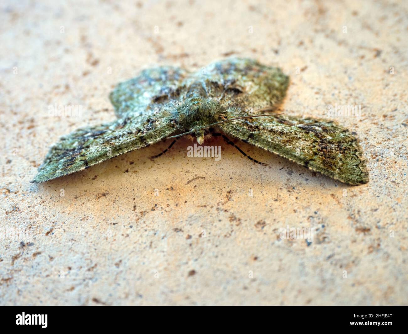 Emerald moth Banque de photographies et d’images à haute résolution - Alamy