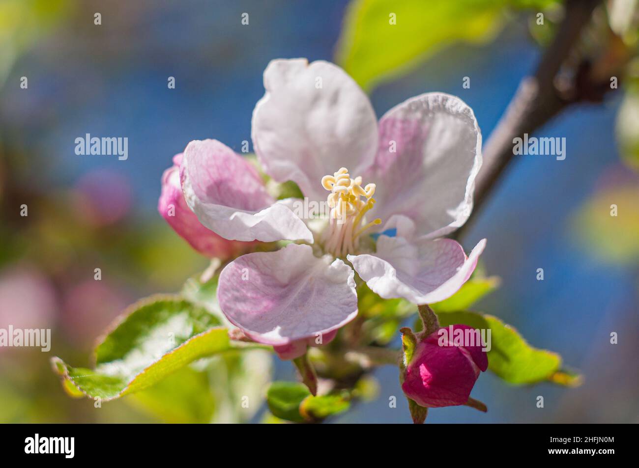 Merveilleux pommiers Banque de photographies et d’images à haute ...