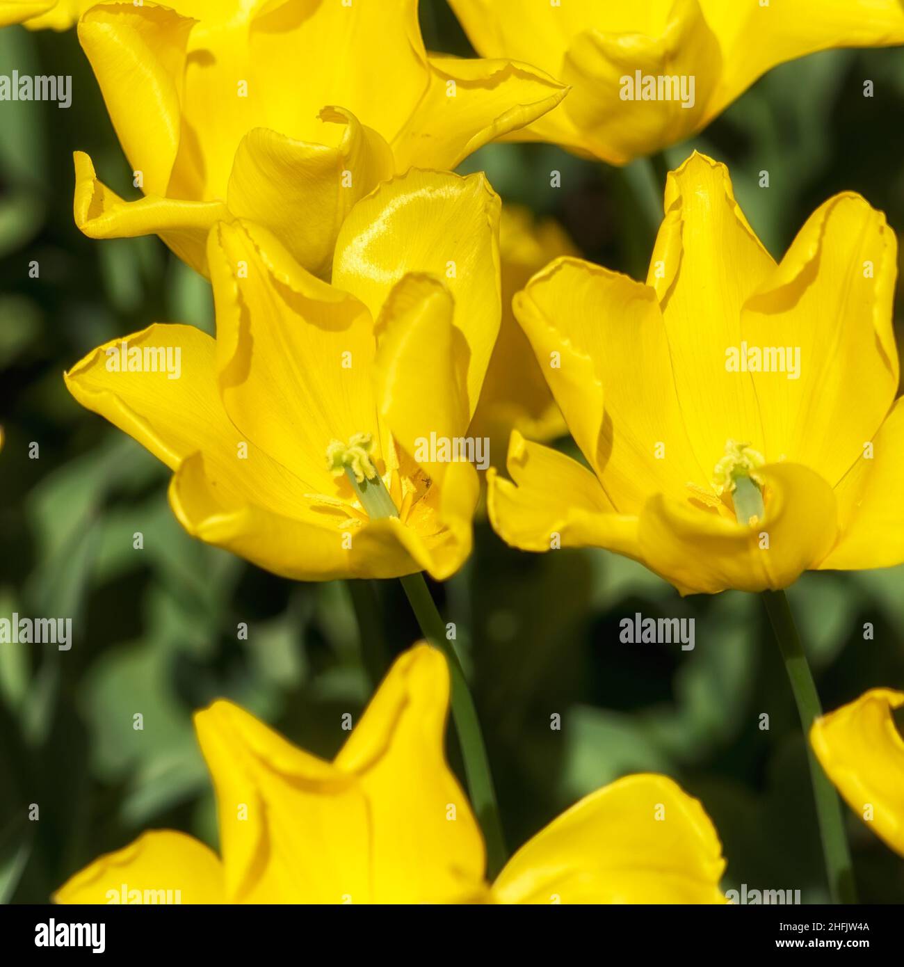 Tulip sunny prince Banque de photographies et d’images à haute ...