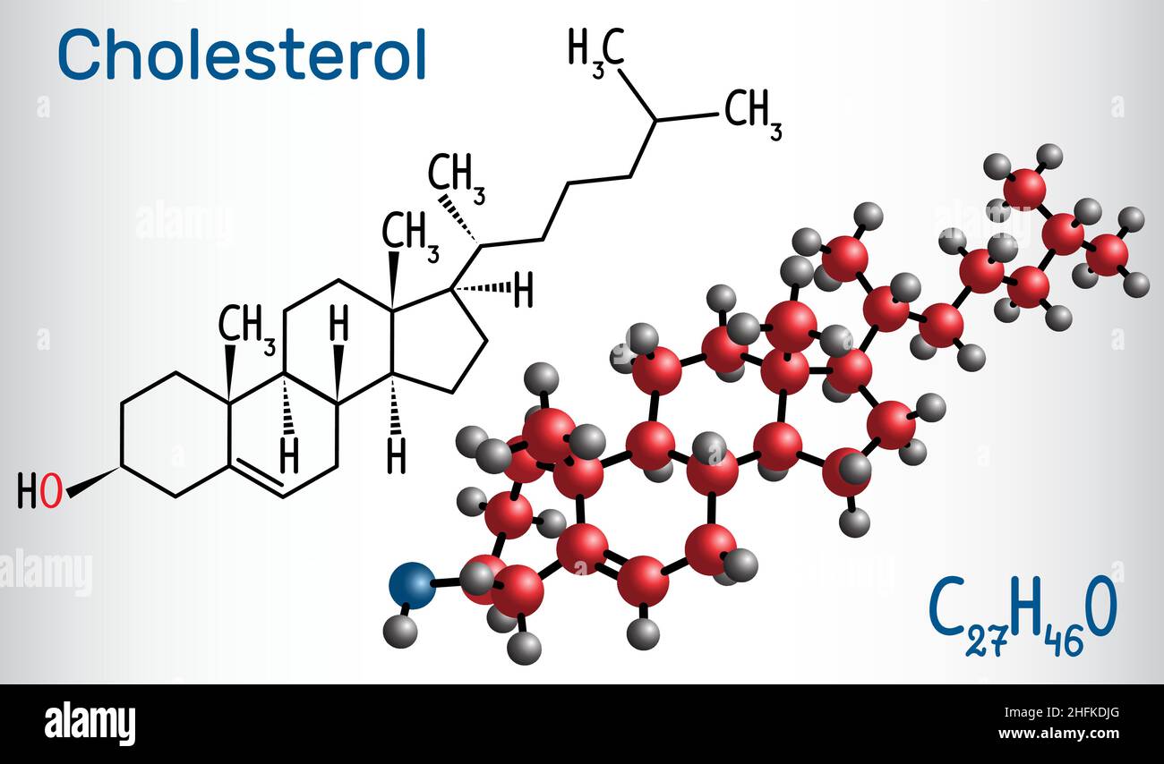 Cholesterol molecule model Banque d'images vectorielles - Alamy