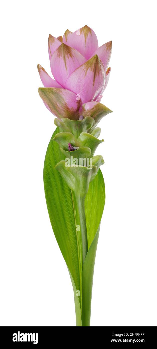 Feuille de plante de curcuma Banque de photographies et d’images à ...