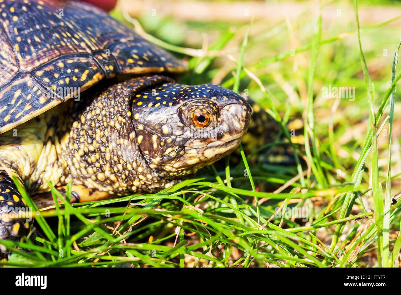 Petite tortue dans l'herbe Banque de photographies et d’images à haute ...
