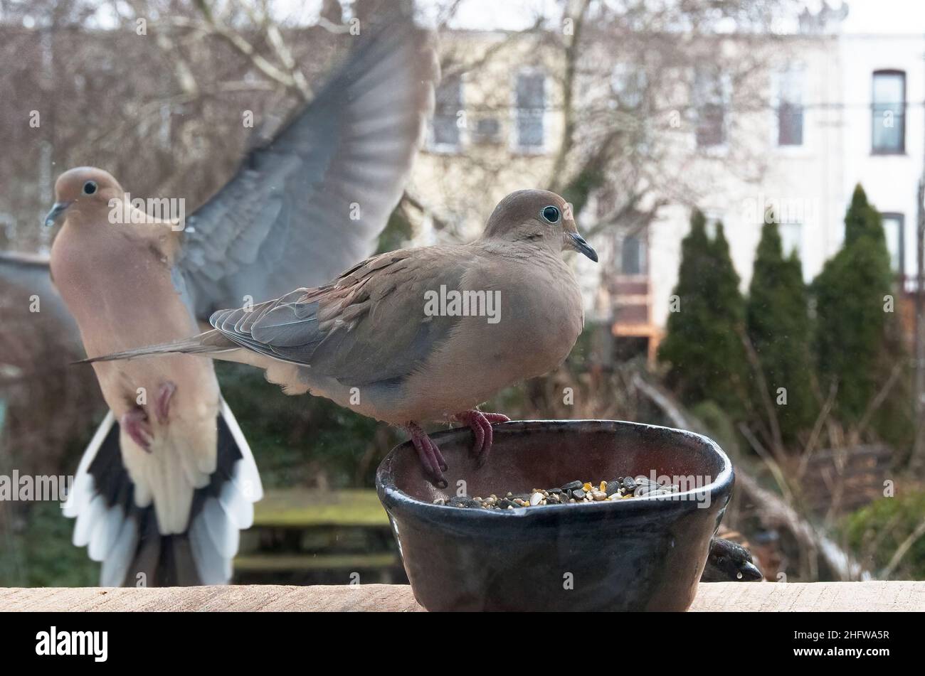 Colombes en deuil Banque de photographies et d’images à haute ...