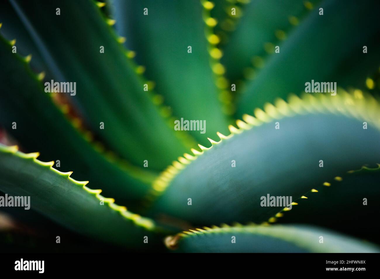 Gros plan des feuilles d'aloès de Krantz (Aloe arborescens).Mise au ...