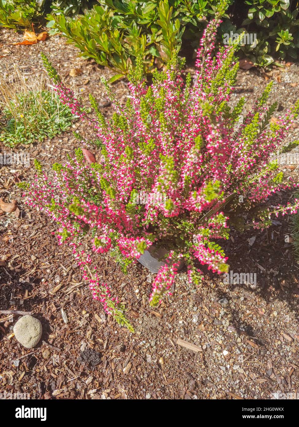 La bruyère commune (Calluna vulgaris) est la seule espèce du genre ...