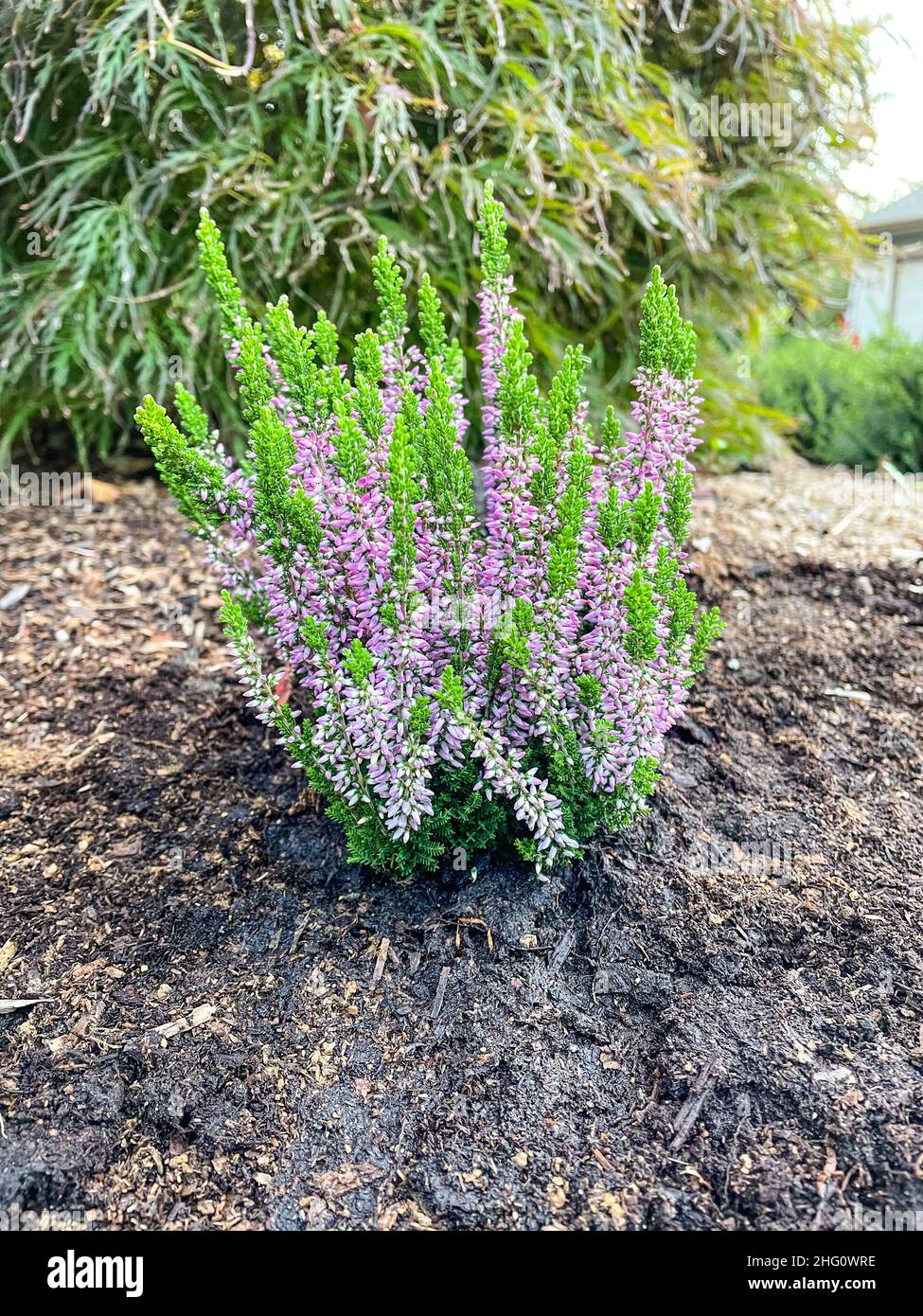 La bruyère commune (Calluna vulgaris) est la seule espèce du genre ...