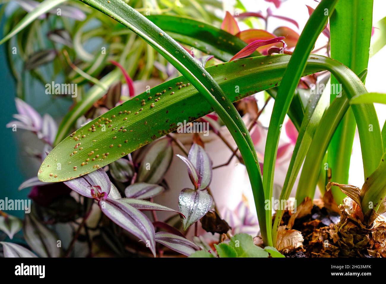 Le fourreau est l'ennemi des plantes sur une longue feuille intérieure ...