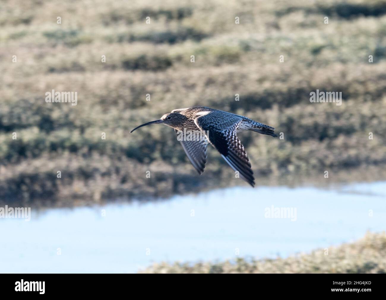 Curlew in flight Banque de photographies et d’images à haute résolution ...