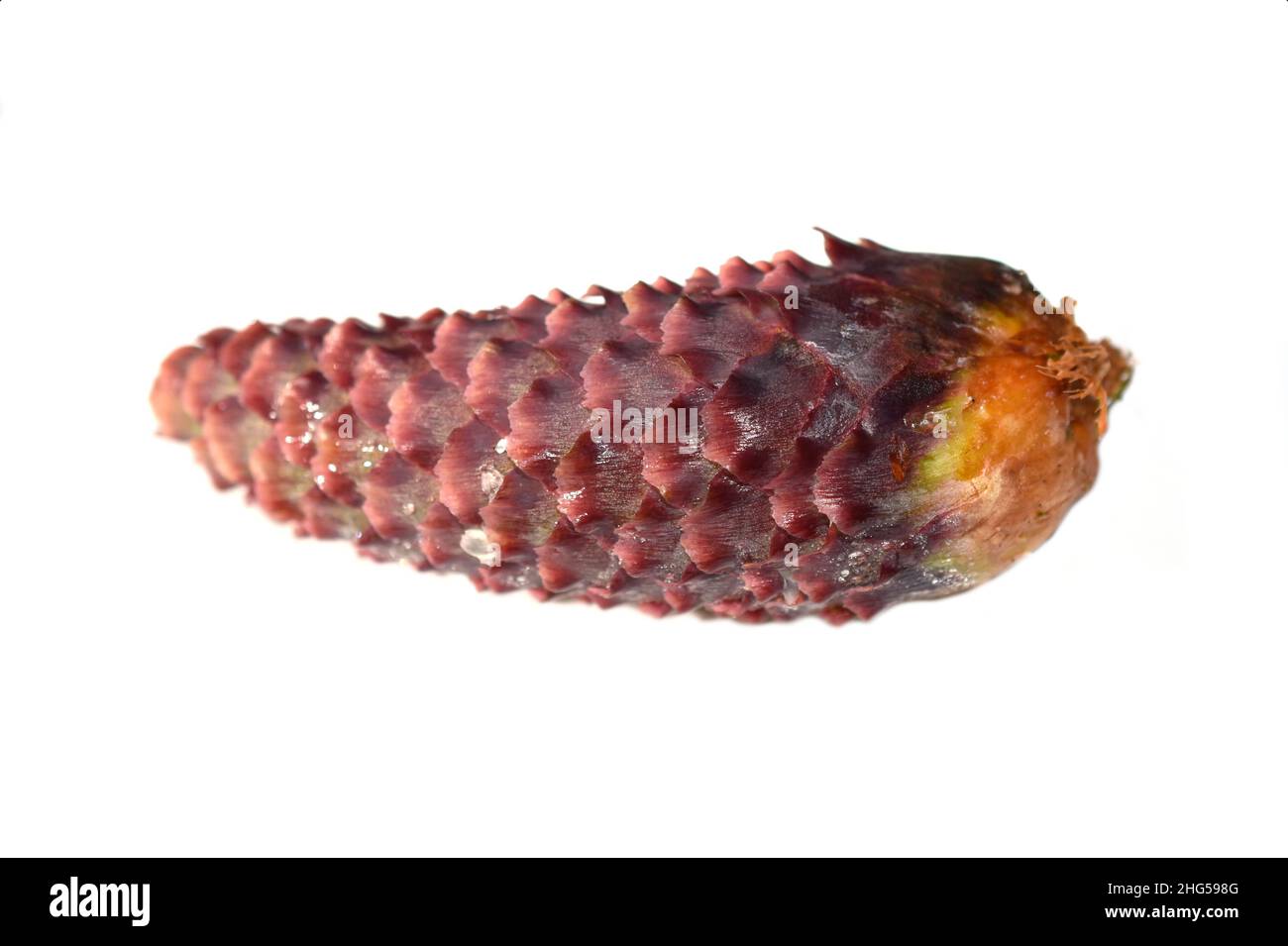 Sapin rouge Banque de photographies et d’images à haute résolution - Alamy