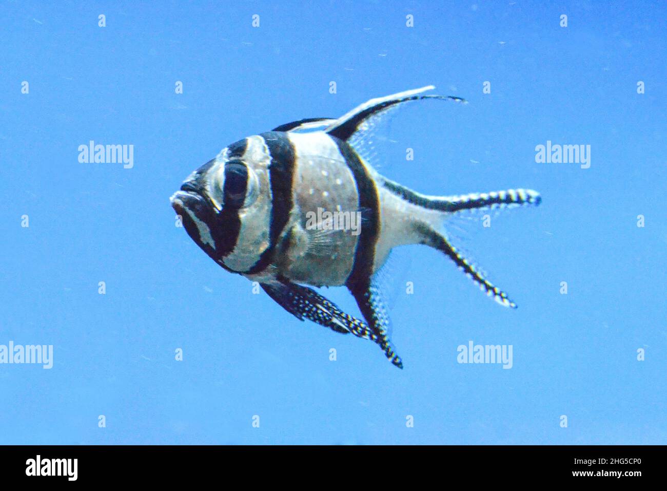 Banggai cardinal Banque de photographies et d’images à haute résolution ...