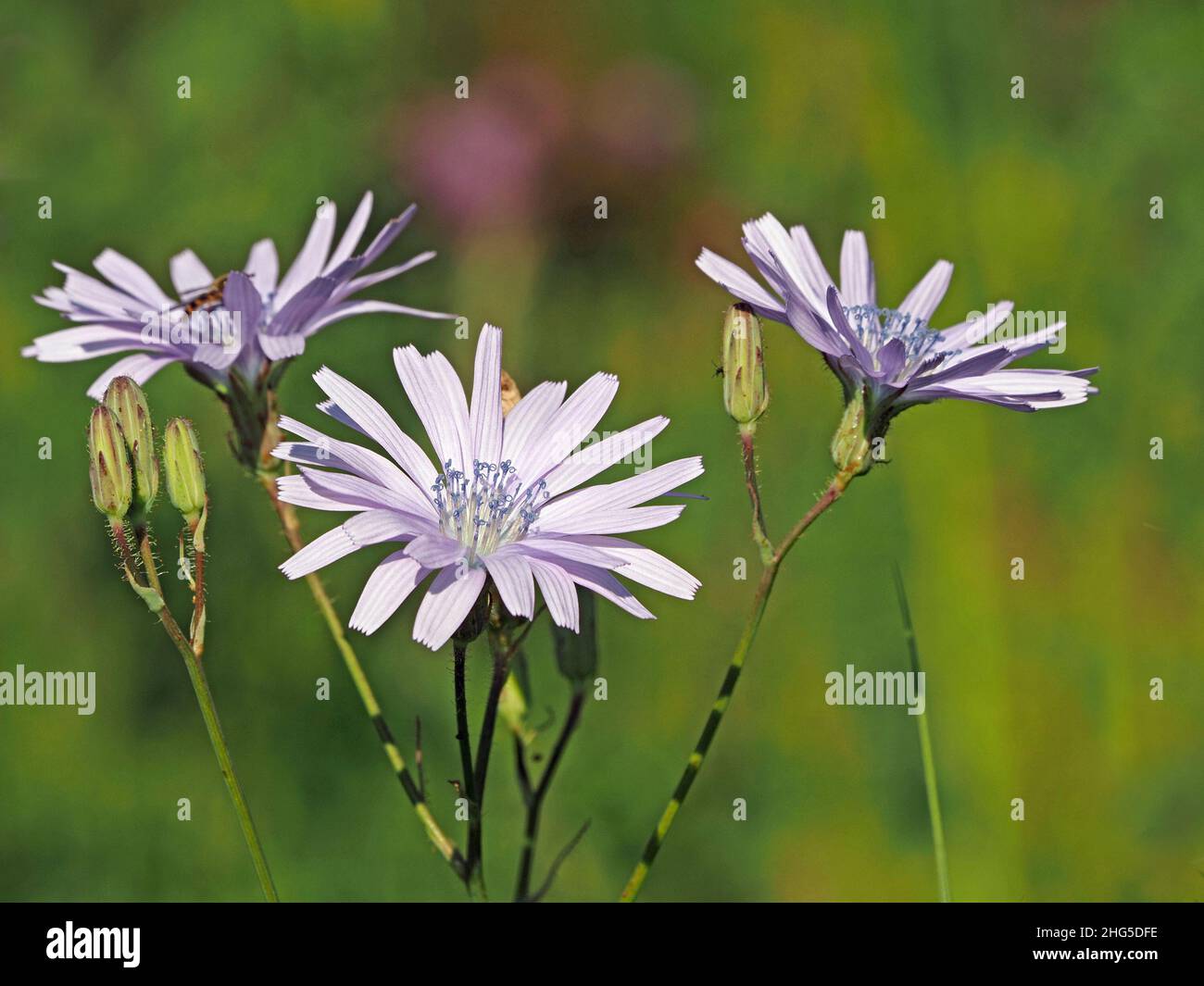 Fleurs bleu pâle de chardon commun ou bleu (Cicerbita macrophylla ...