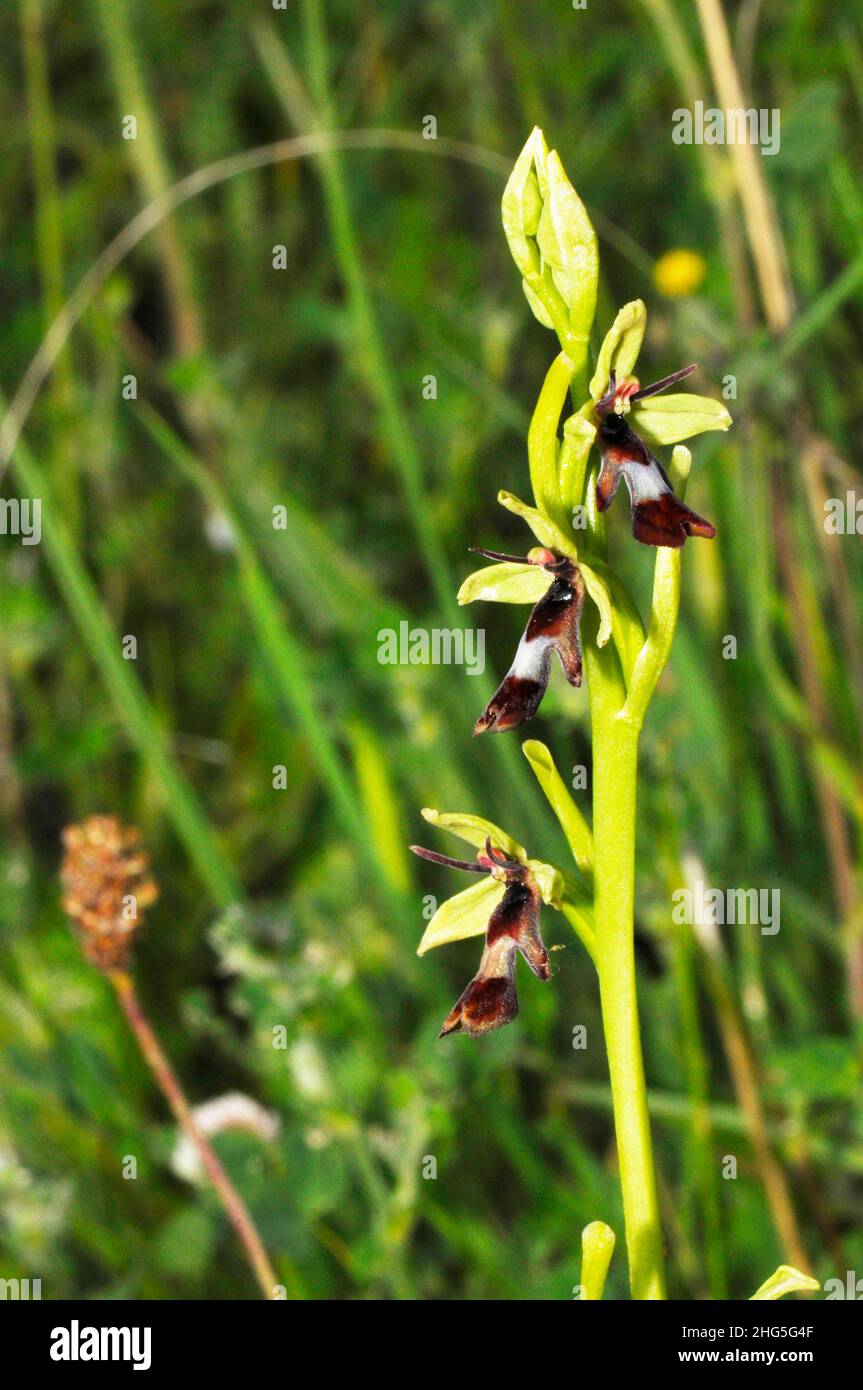 Insecte rare Banque de photographies et d’images à haute résolution - Alamy
