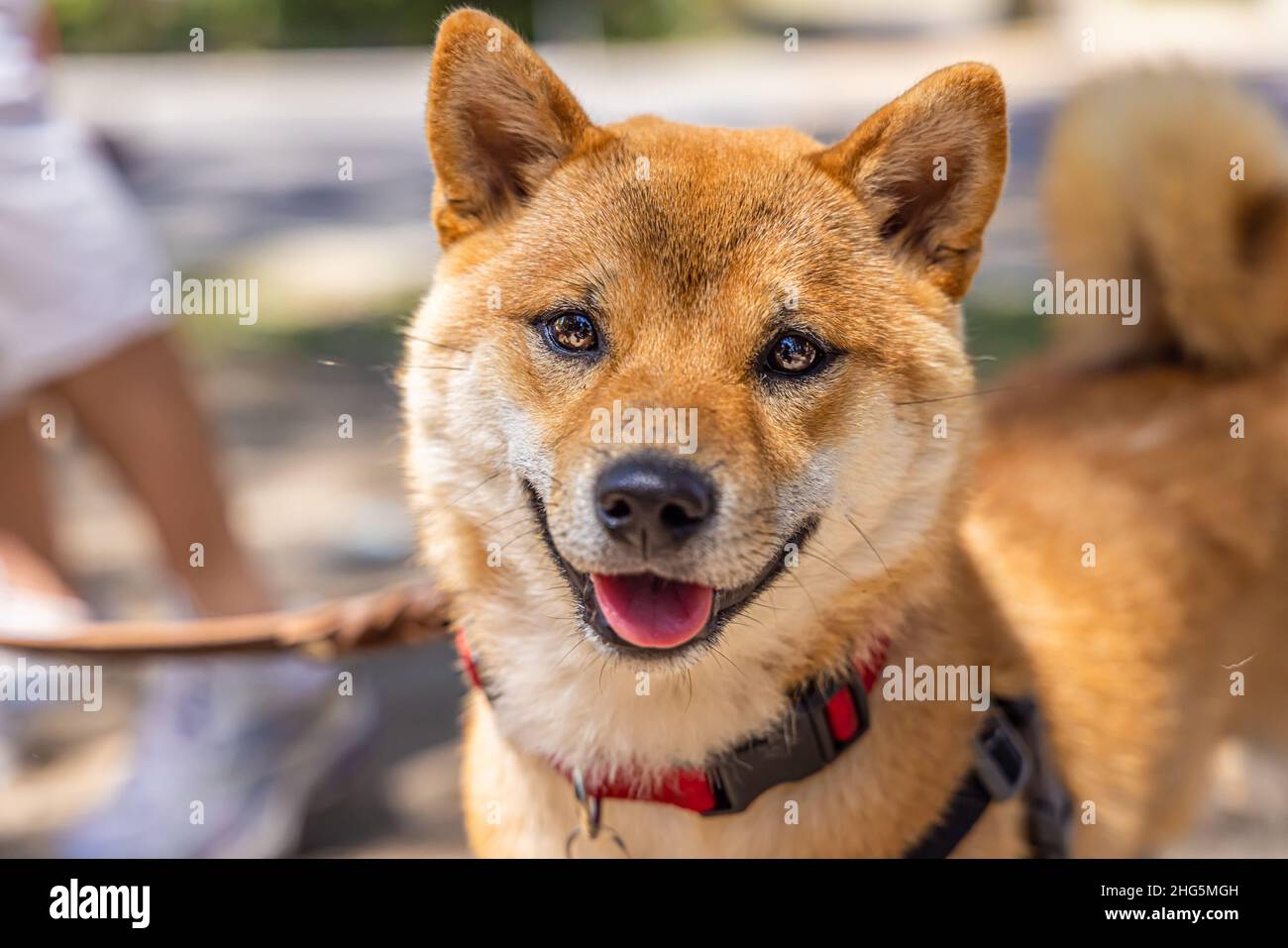 Gros plan sur un magnifique chien Shiba Inu rouge au parc, par une ...