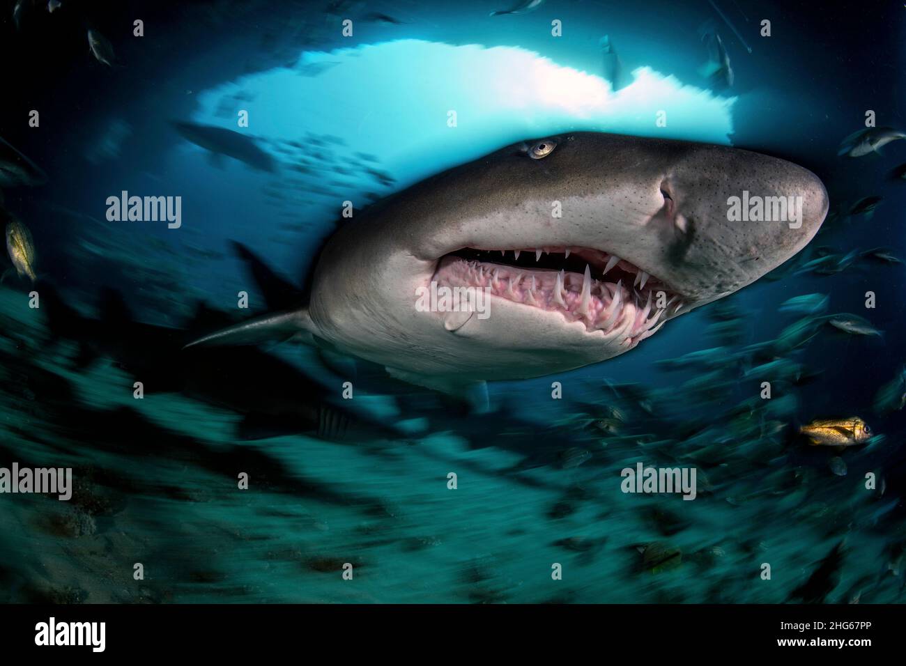 Un requin tigre de sable (Carcharias taurus) dans la célèbre grotte de ...