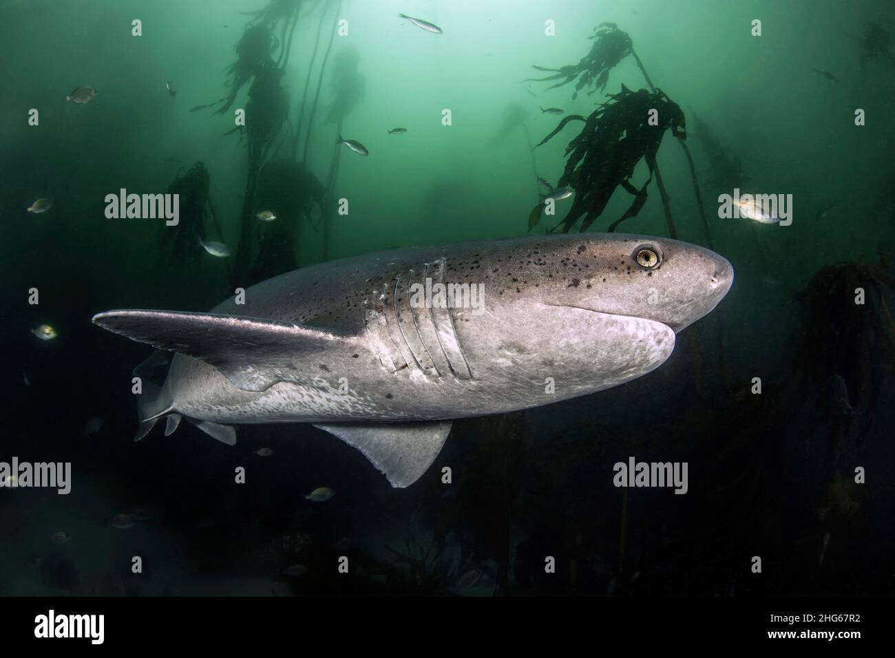 Requin vache Banque de photographies et d’images à haute résolution - Alamy