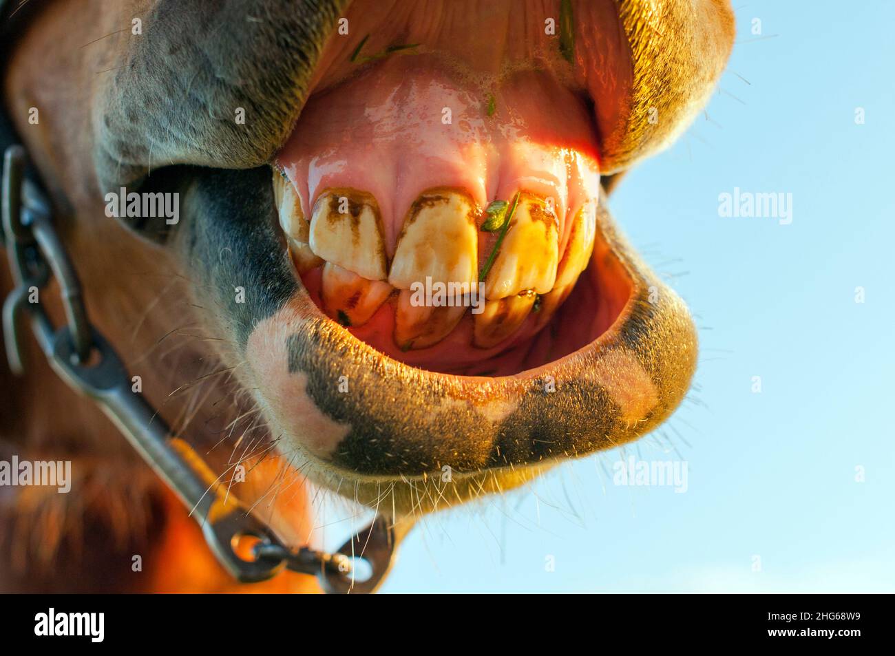 Cheval dessin humour Banque de photographies et d’images à haute ...