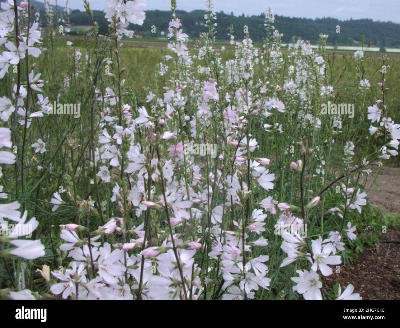 Sidalcea campestris Banque de photographies et d’images à haute ...