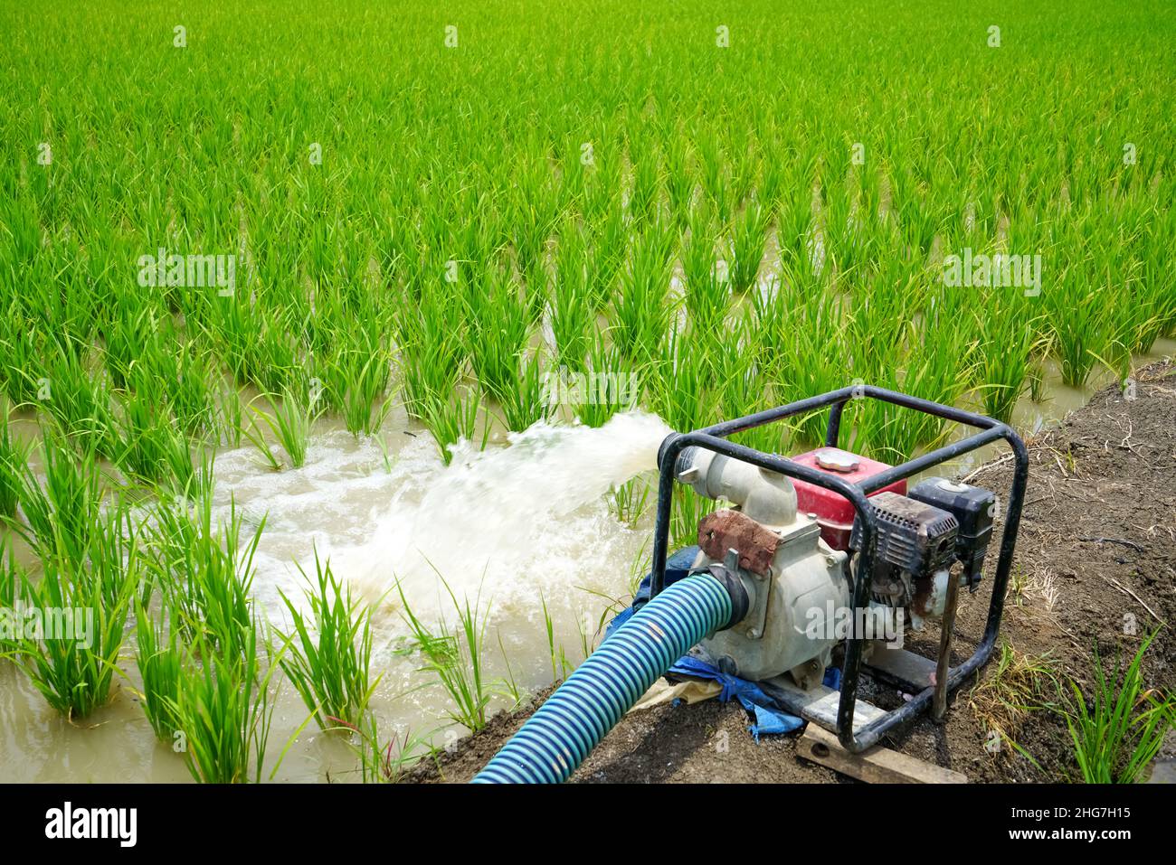 Irrigation des champs de riz à l'aide de puits à pompe avec la ...