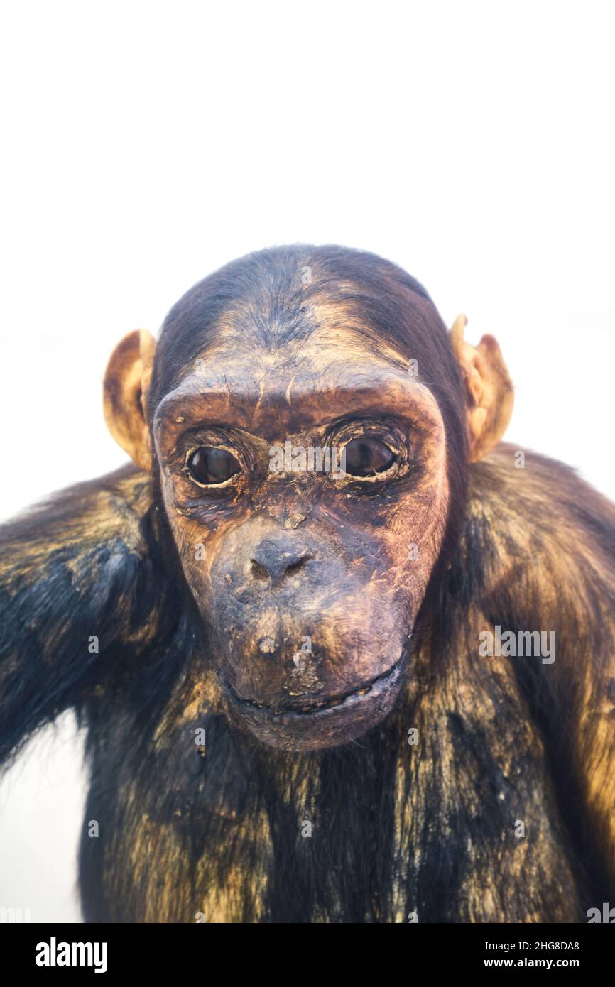 Singe diorama Banque de photographies et d’images à haute résolution ...