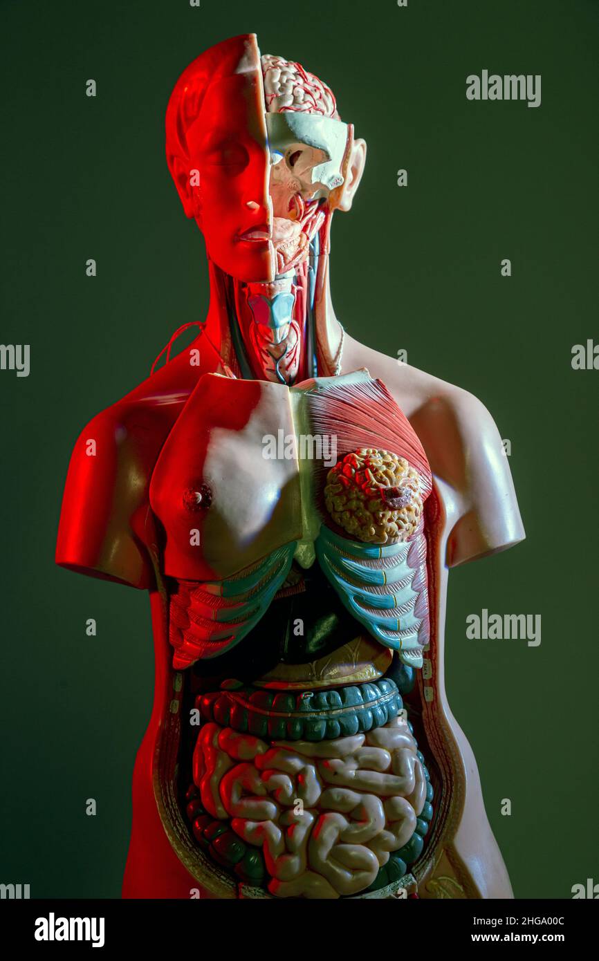 Cadavre humain en decomposition Banque de photographies et d’images à ...