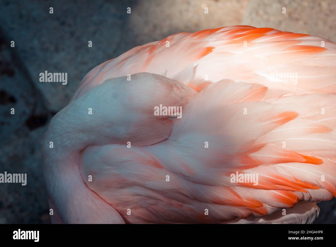 Flamant rose endormi Banque de photographies et d’images à haute ...