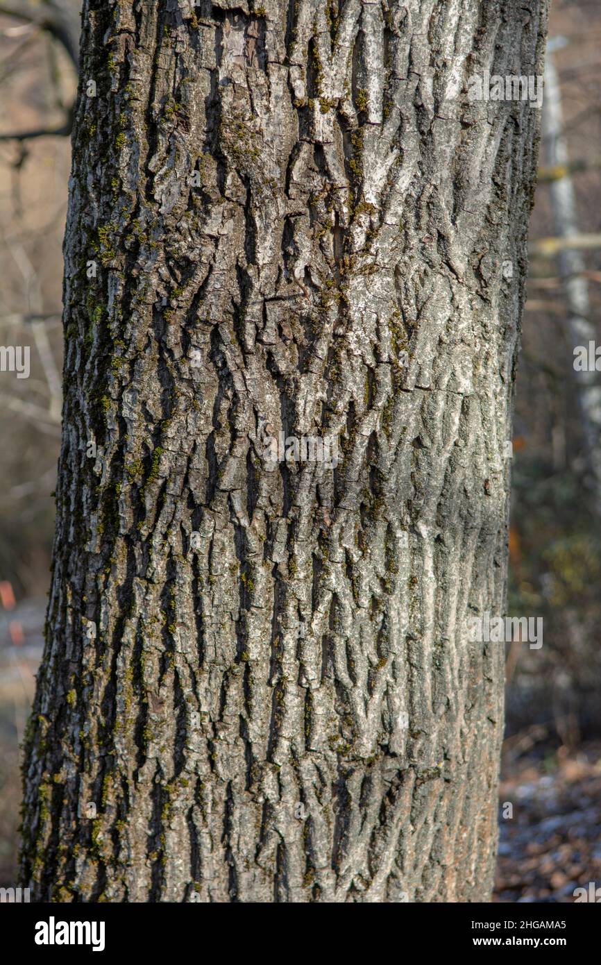 Noyer (Juglans regia) tronc.l'arbre que j'ai aussi connu sous le nom de ...