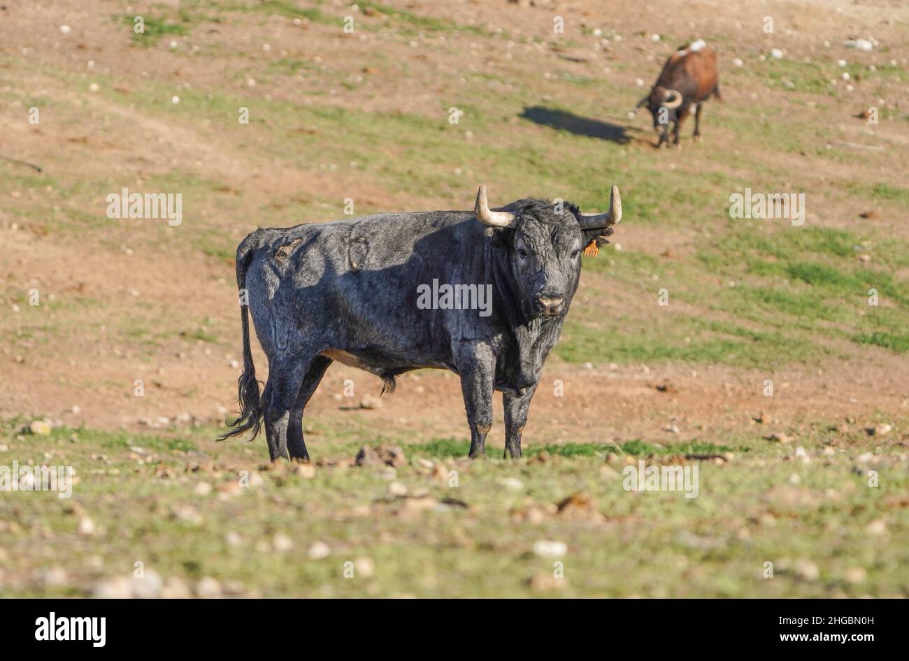 Taureau de combat espagnol Banque de photographies et d’images à haute ...