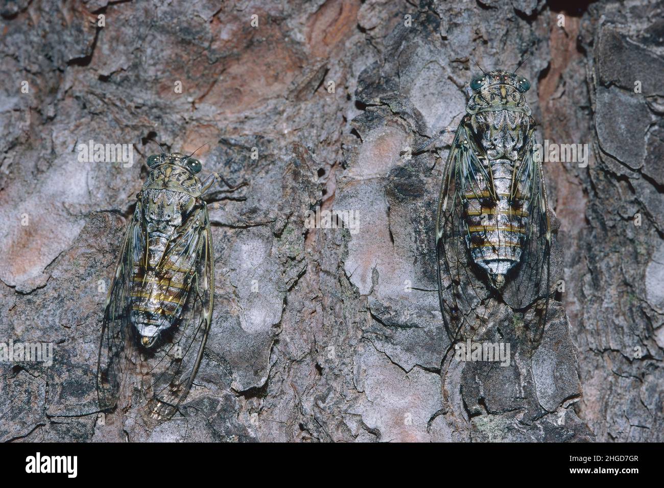 Cicada Abdomen Banque d'image et photos - Alamy