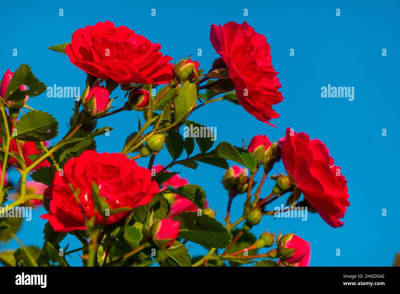 Photos De Belles Fleurs Rouges