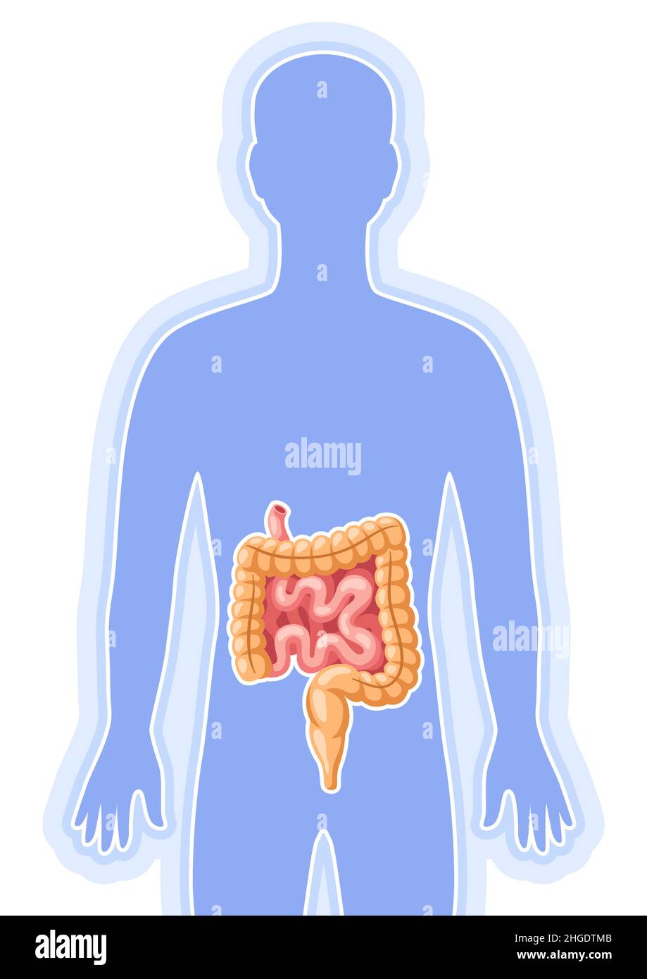 Illustration avec organe interne des intestins.Anatomie du corps humain ...