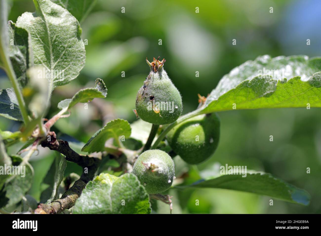 Fruit de pomme endommagé par Hoplocampa testudinea, la mouche à scie de ...