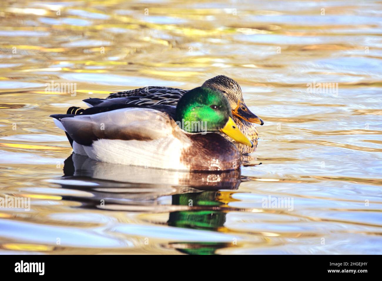 Couple de colvert Banque de photographies et d’images à haute ...
