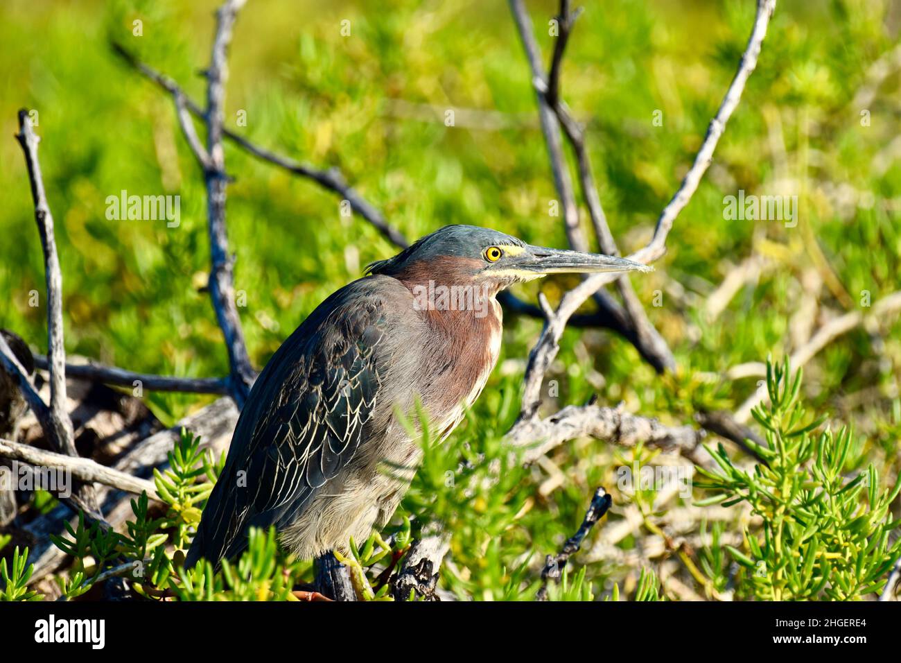 Un heron vert solitaire (Butorides virescens) en profil, perché dans un ...