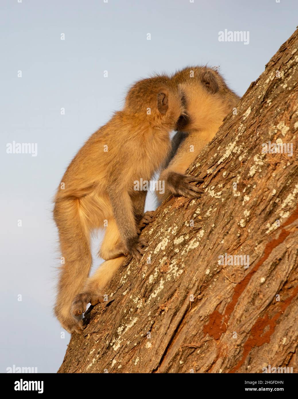 Embrasse les singes Banque de photographies et d’images à haute ...